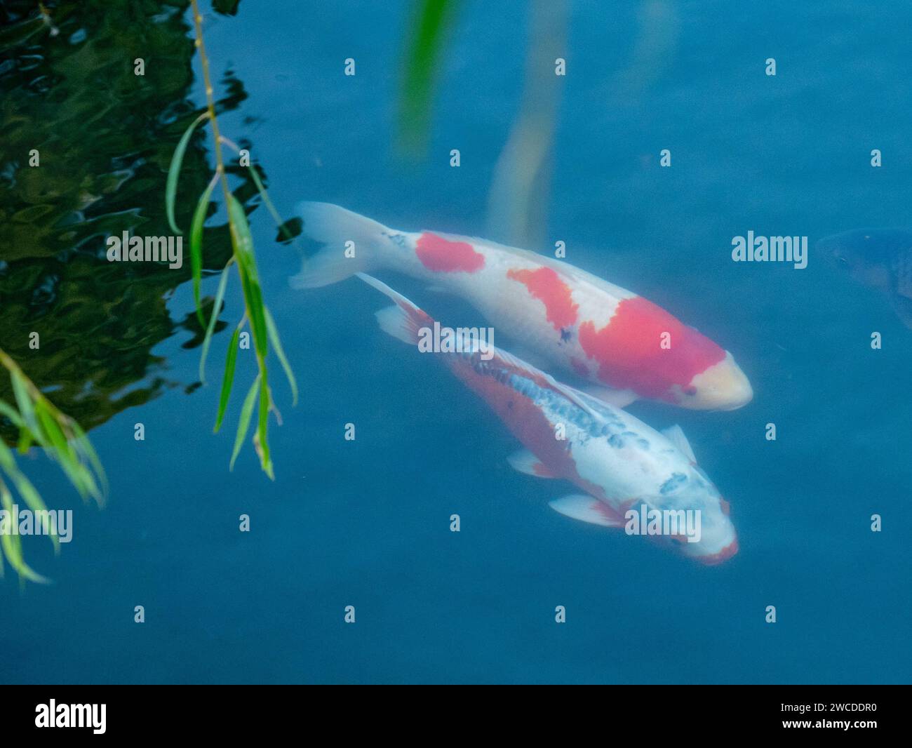 Koi fish in the canal of Kurashiki in Japnan in the Bikan Historical ...