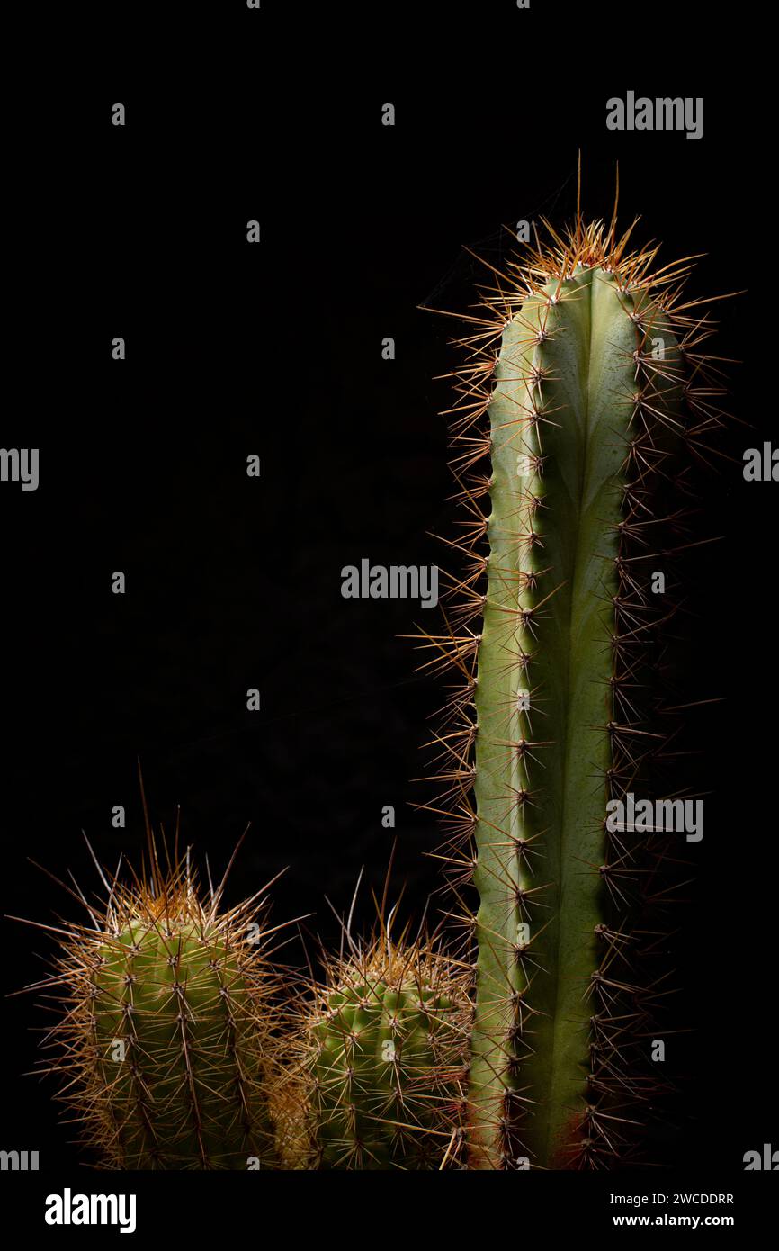 Cactus with a fun shape Stock Photo - Alamy