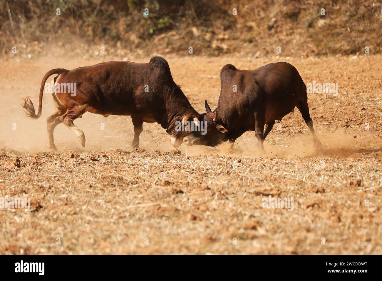 Annual bull fighting in Nepal on occasion of Maghe Sankranti/ Makar ...