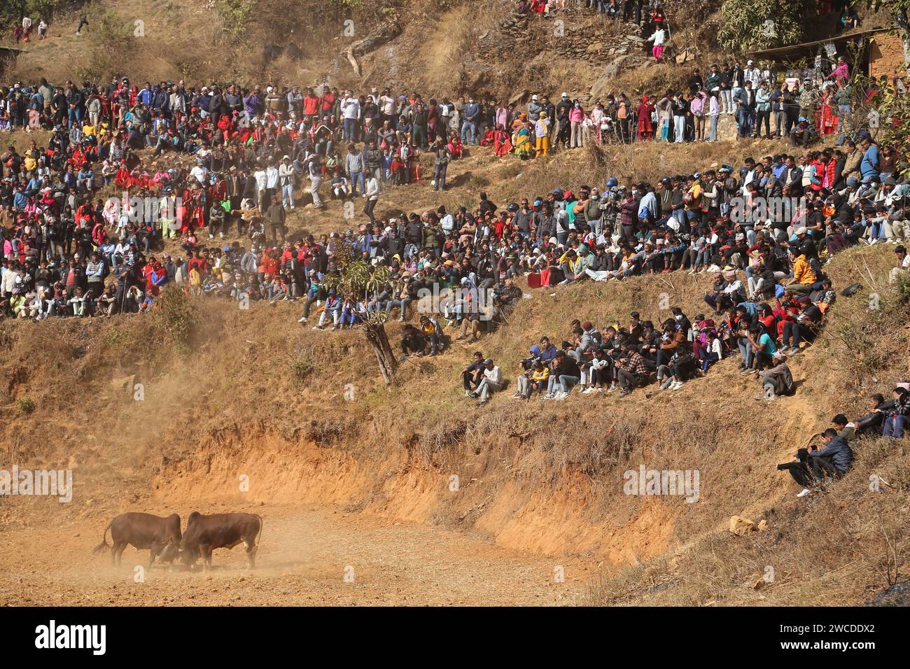 Annual bull fighting in Nepal on occasion of Maghe Sankranti/ Makar ...