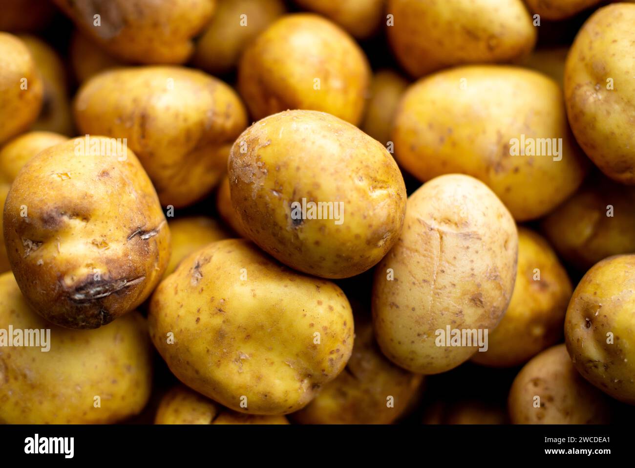 Vibrant pile fresh earthy potatoes hi-res stock photography and images ...
