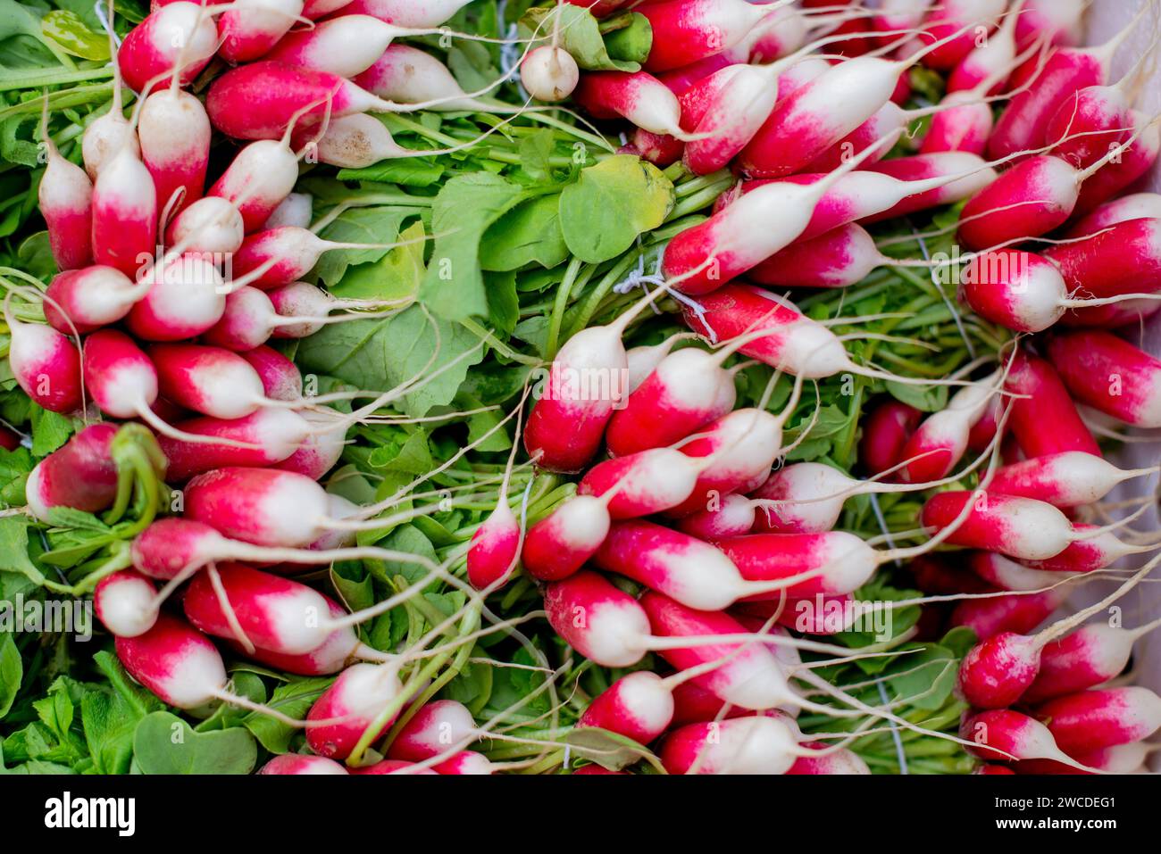 Fresh radishes neatly arranged in a transparent plastic container ...