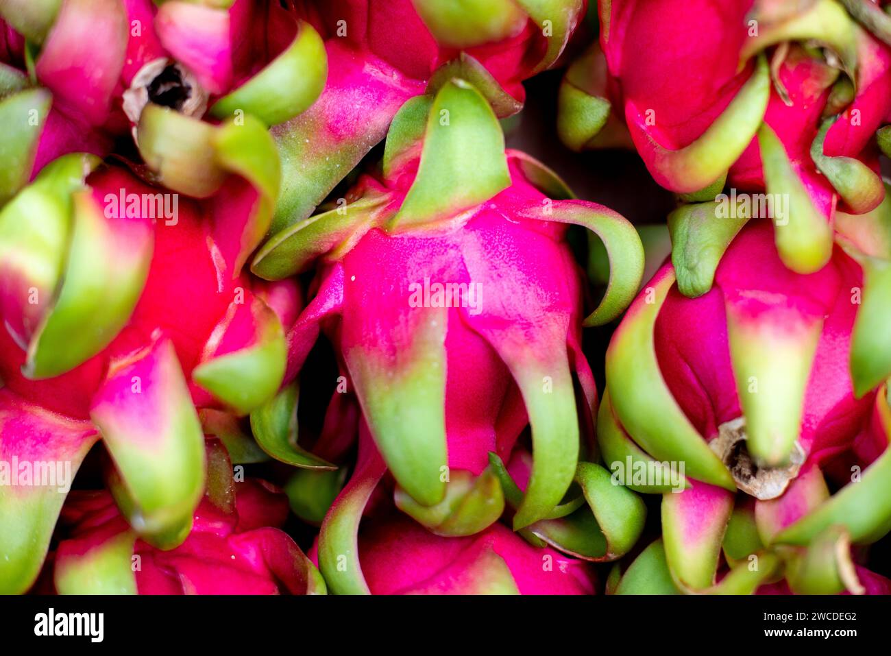 A vibrant assortment of ripe, ruby-red dragonfruits with lush, verdant ...