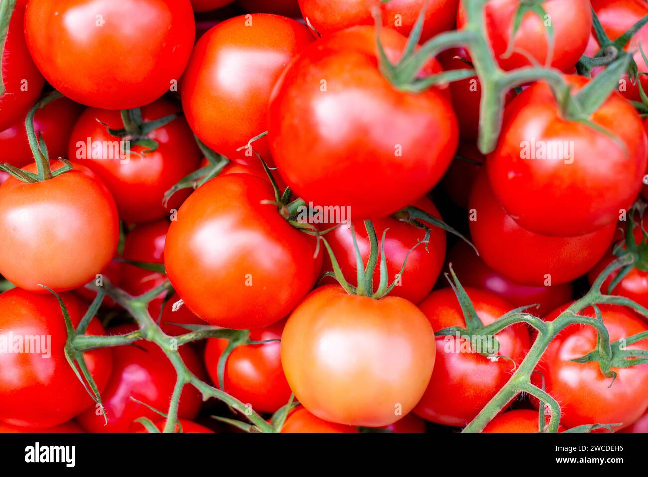 A bountiful cluster of ripe, vibrant tomatoes hanging from the vine ...