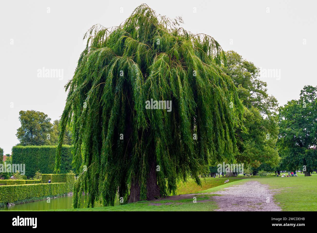 This vibrant image captures the serene beauty of a lush green tree ...