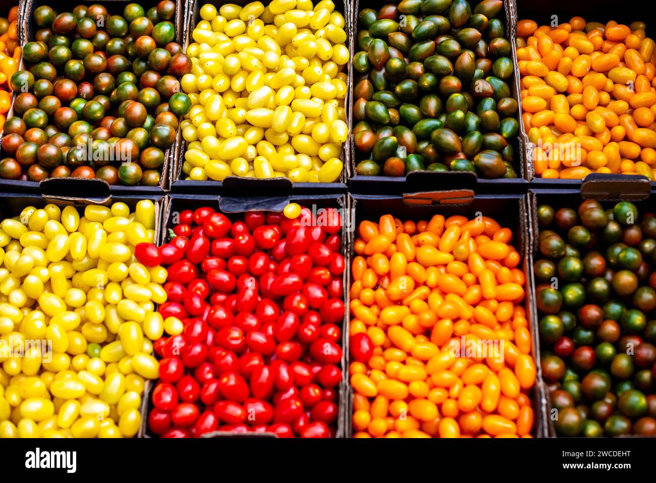 A vibrant assortment of various colored tomatoes neatly arranged in ...