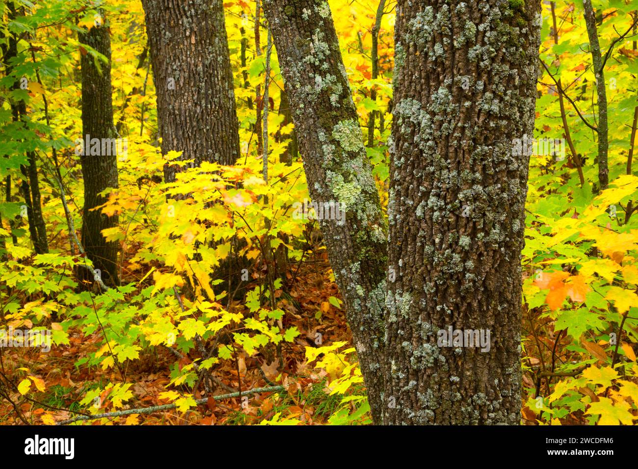 Forest along Wolf Mountain Trail, Ottawa National Forest, Michigan ...