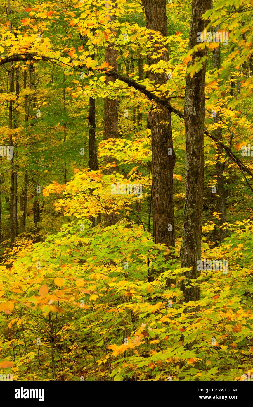 Forest along Wolf Mountain Trail, Ottawa National Forest, Michigan ...