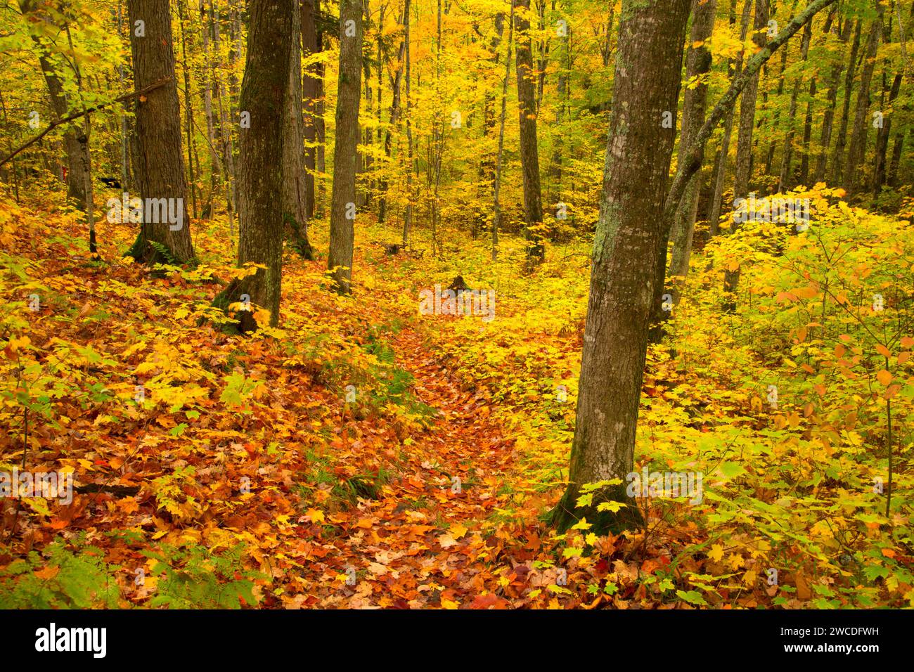 Wolf Mountain Trail, Ottawa National Forest, Michigan Stock Photo - Alamy