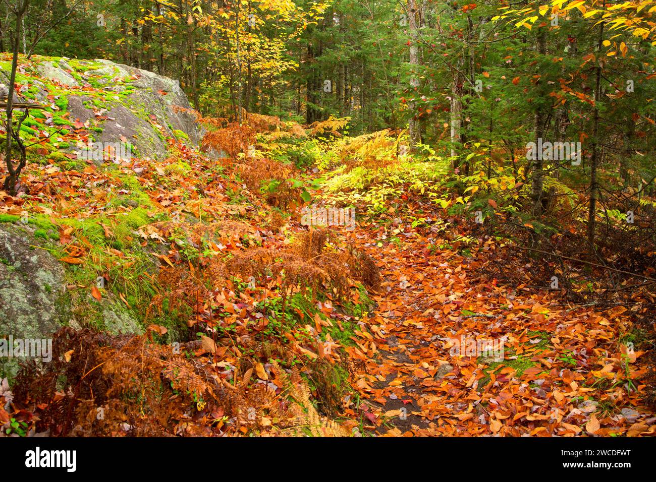 Yondota Falls Trail, Presque Isle Wild and Scenic River, Ottawa ...