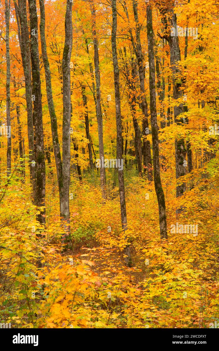 Sugar maple forest hi-res stock photography and images - Alamy