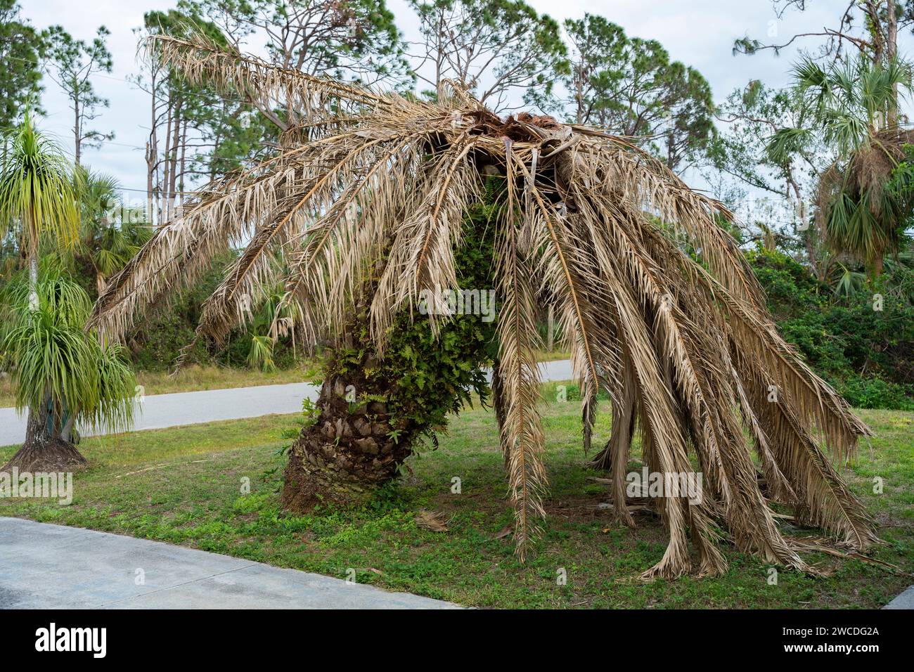 Dry dead palm tree on Florida home backyard Stock Photo - Alamy