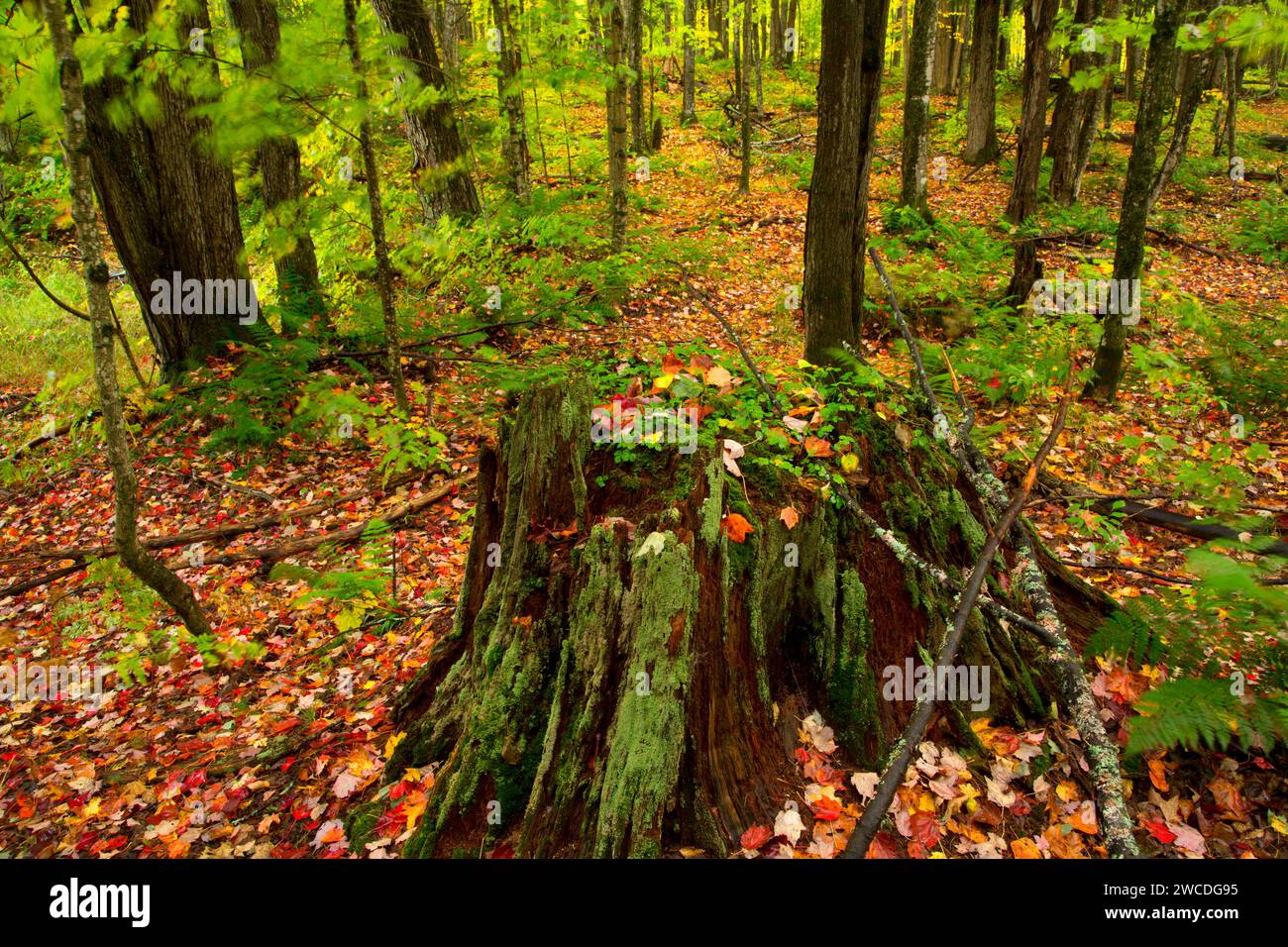 Stump in forest along Beaver Lodge Trail, Ottawa National Forest ...