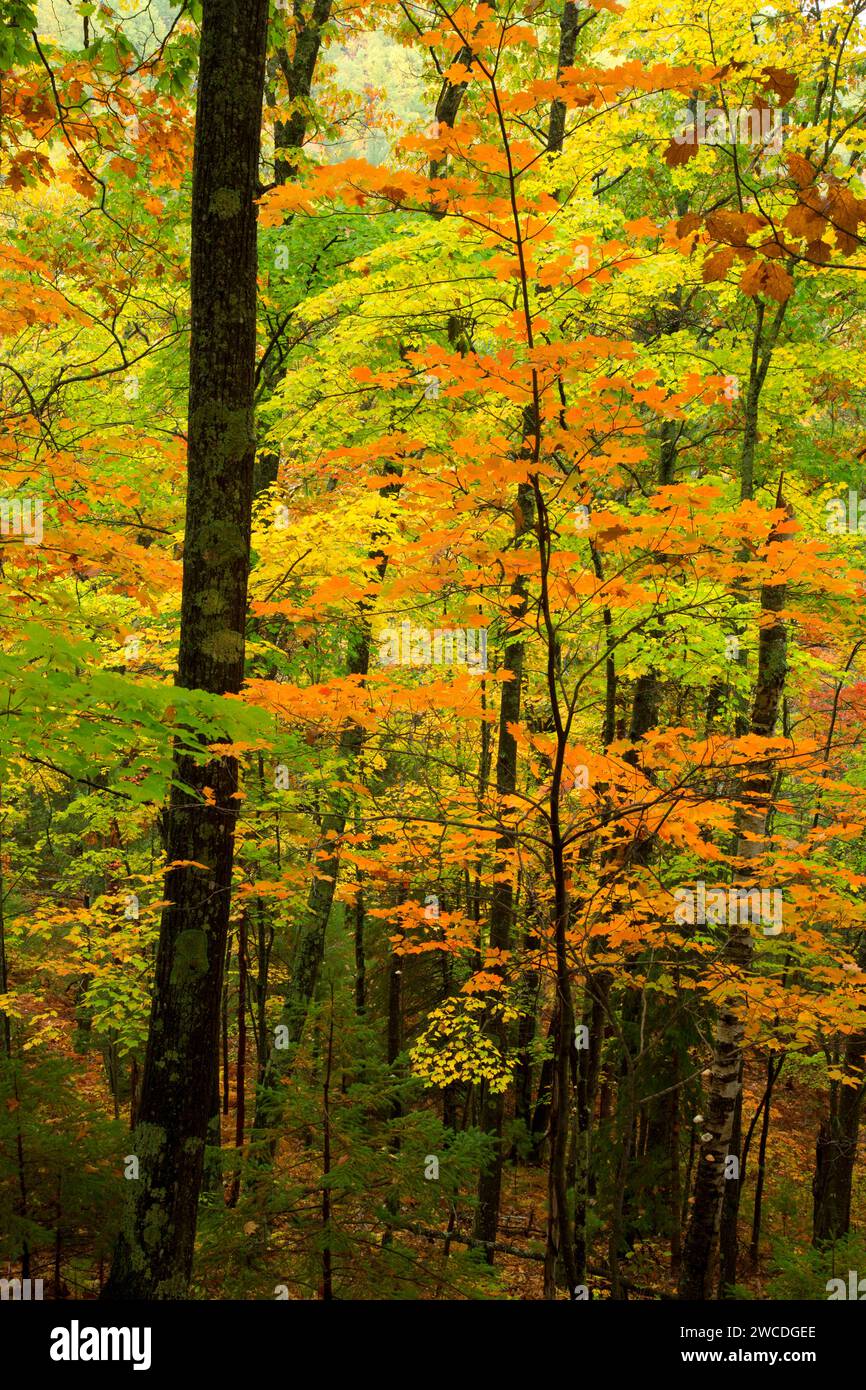 Forest along Sturgeon Falls Trail, Sturgeon River Gorge Wilderness ...