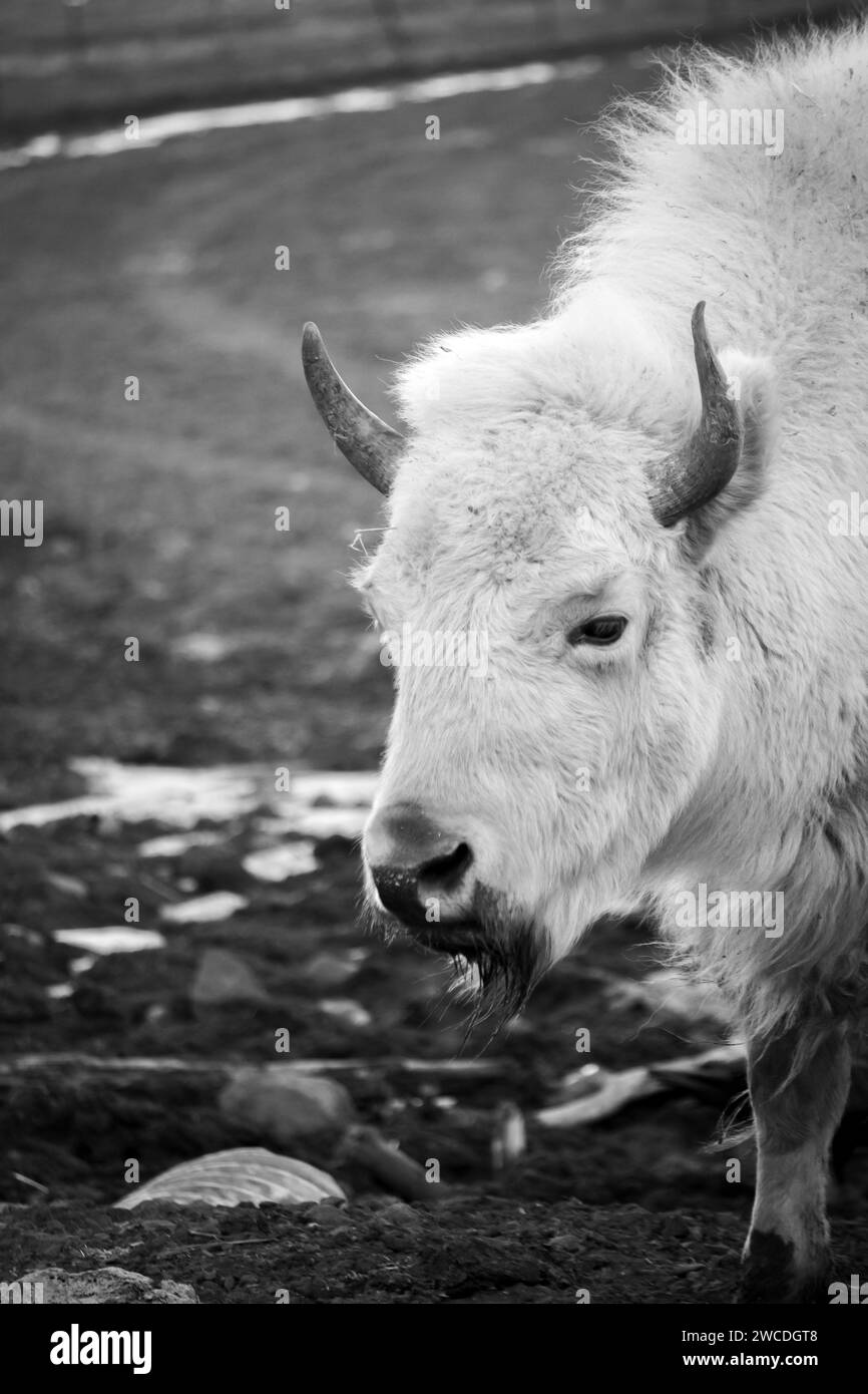 buffalo black and white farmhouse Stock Photo - Alamy