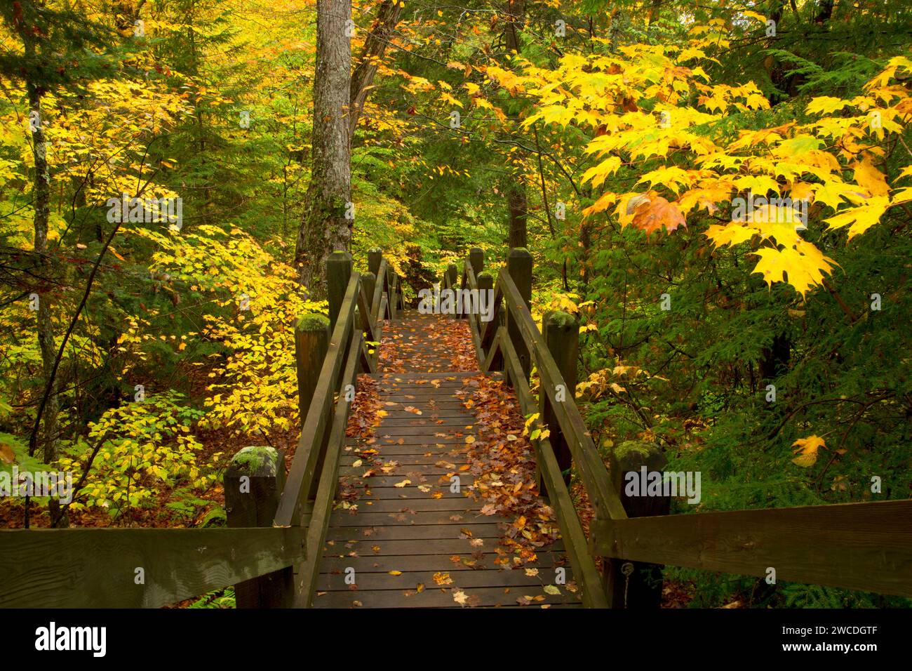 Trail stairs, Laughing Whitefish Falls State Scenic Site, Michigan ...