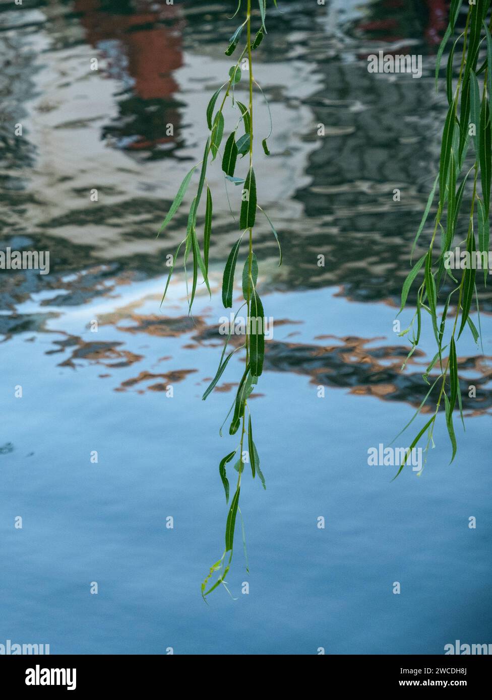 Water surface with reflections on the canal in the city of Kurashiki in ...