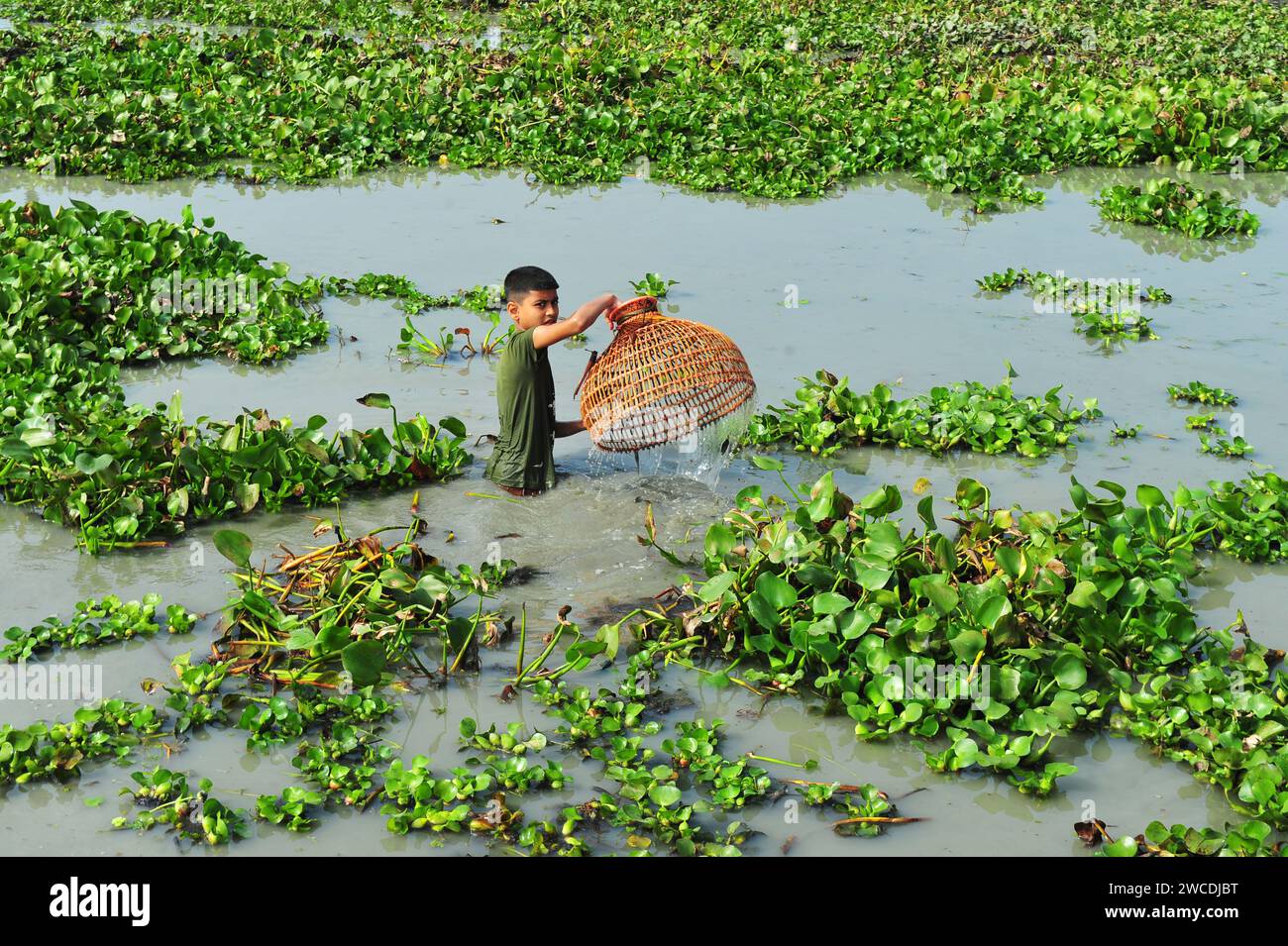 15 January 2024 -Bangladesh: Children fishing with Bamboo fish trap at ...