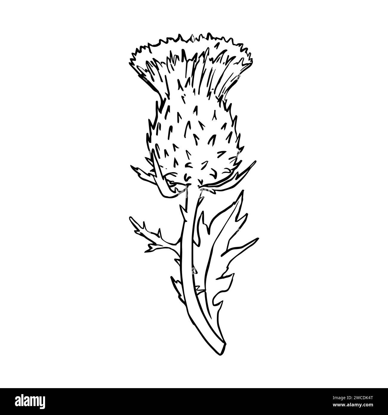 Scottish thistle drawing hi-res stock photography and images - Alamy