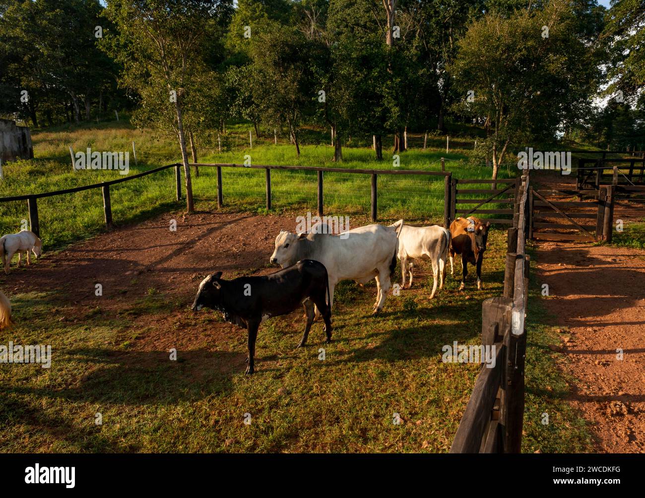 Beef calf interior hi-res stock photography and images - Alamy