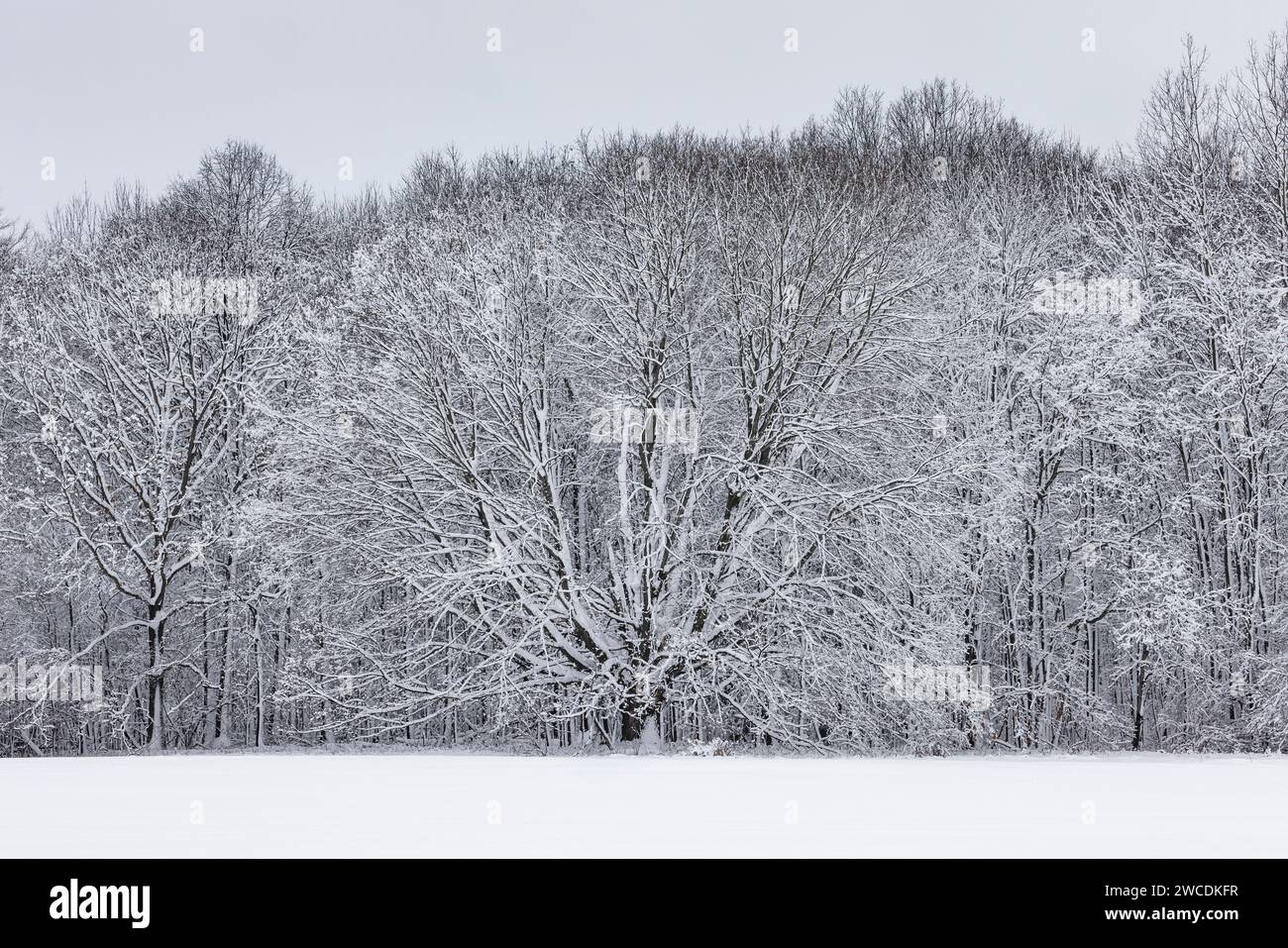 Hardwood trees hi-res stock photography and images - Alamy