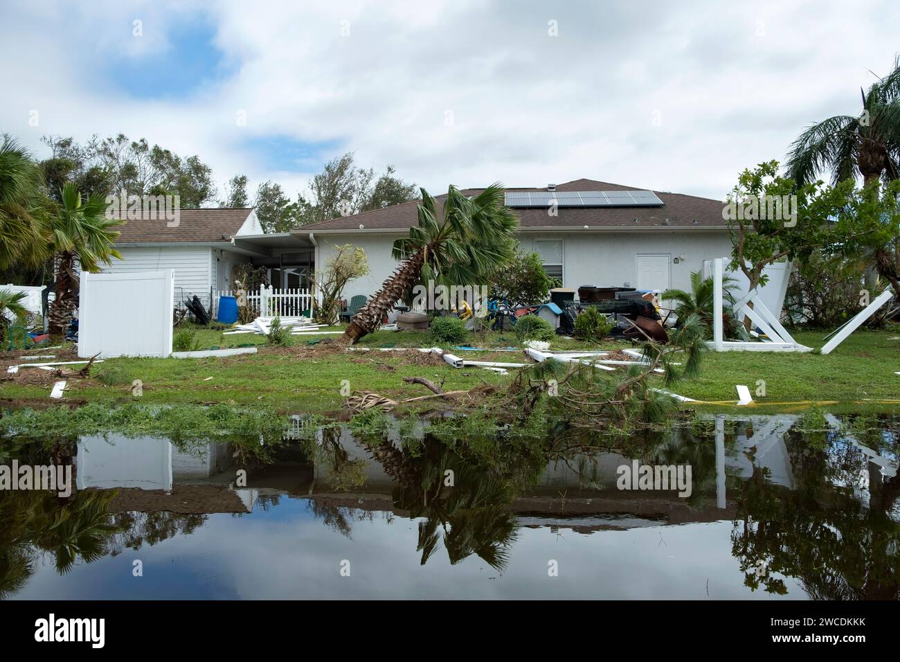 Uprooted palm tree after hurricane on Florida home front yard ...