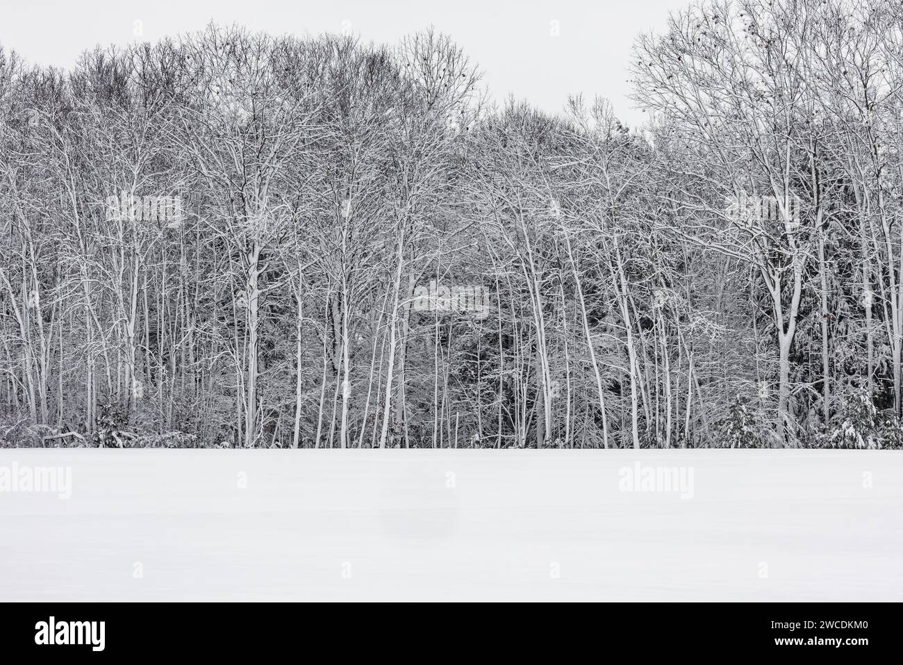 Wind-blasted snow clinging to hardwood trees after a winter storm in ...