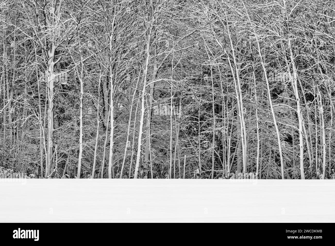 Wind-blasted snow clinging to hardwood trees after a winter storm in ...
