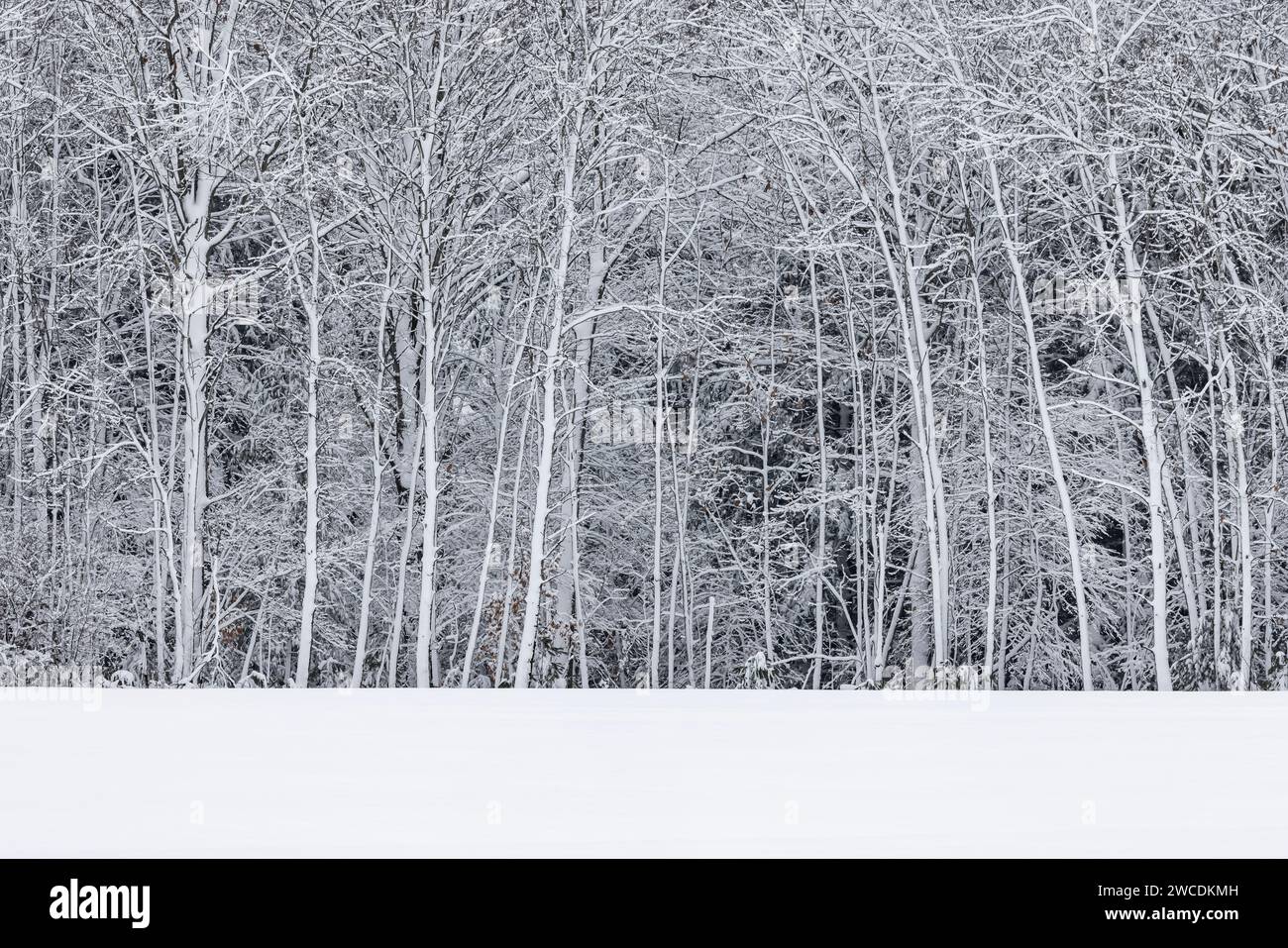 Wind-blasted snow clinging to hardwood trees after a winter storm in ...