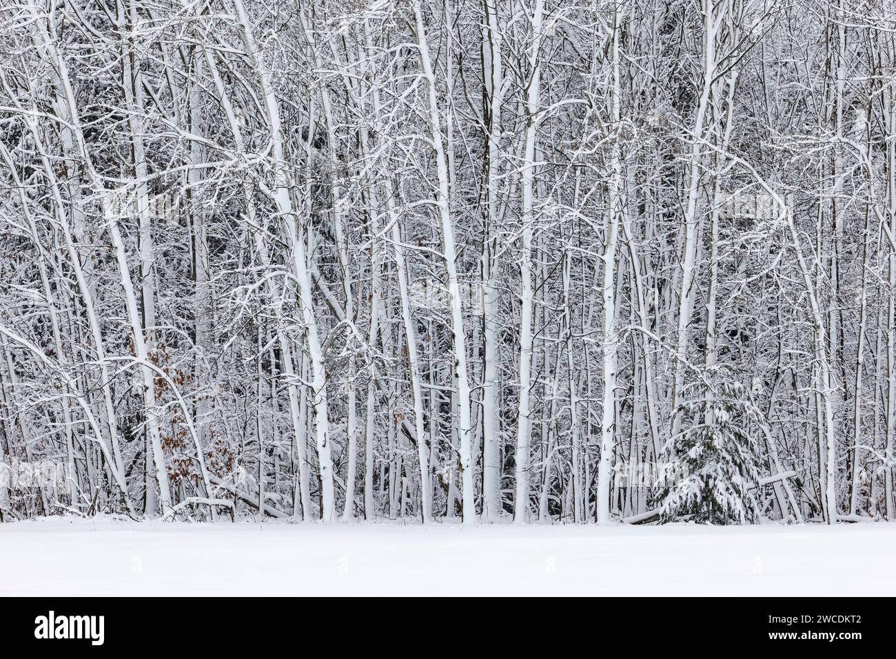 Hardwood trees hi-res stock photography and images - Alamy