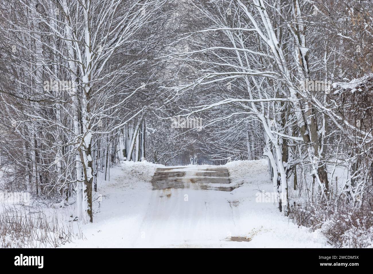 Country road after a snowstorm blanketed the trees in white, in Mecosta ...