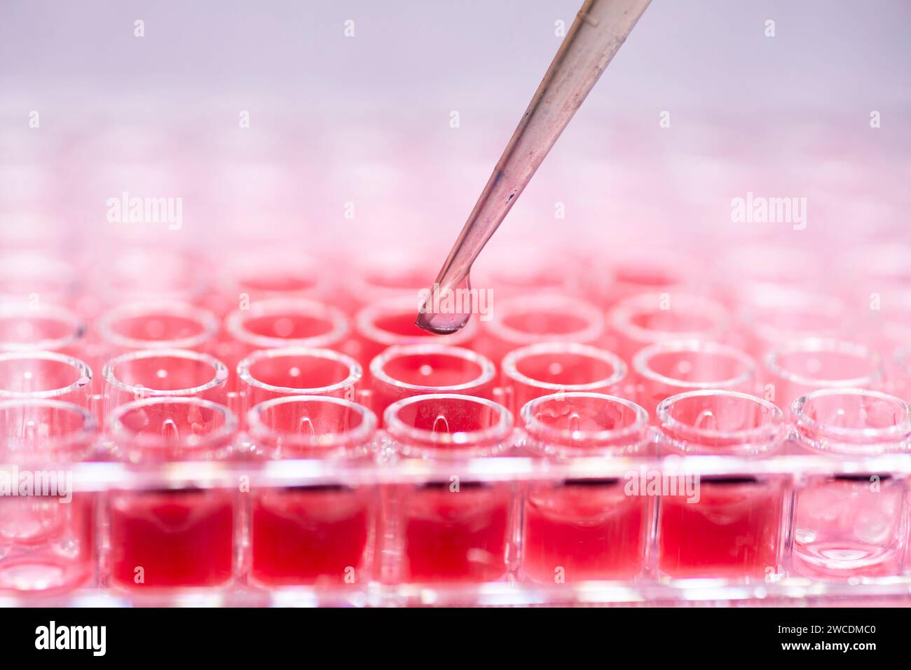 cell culture at the medicine, medical and cell culture laboratory ...