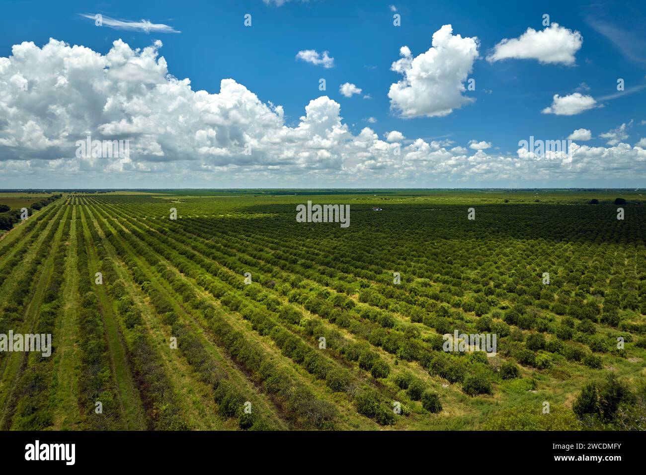 Aerial view of citrus tree usa hi-res stock photography and images - Alamy