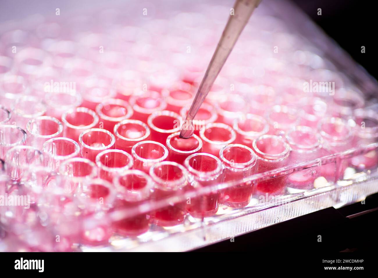 cell culture at the medicine, medical and cell culture laboratory ...