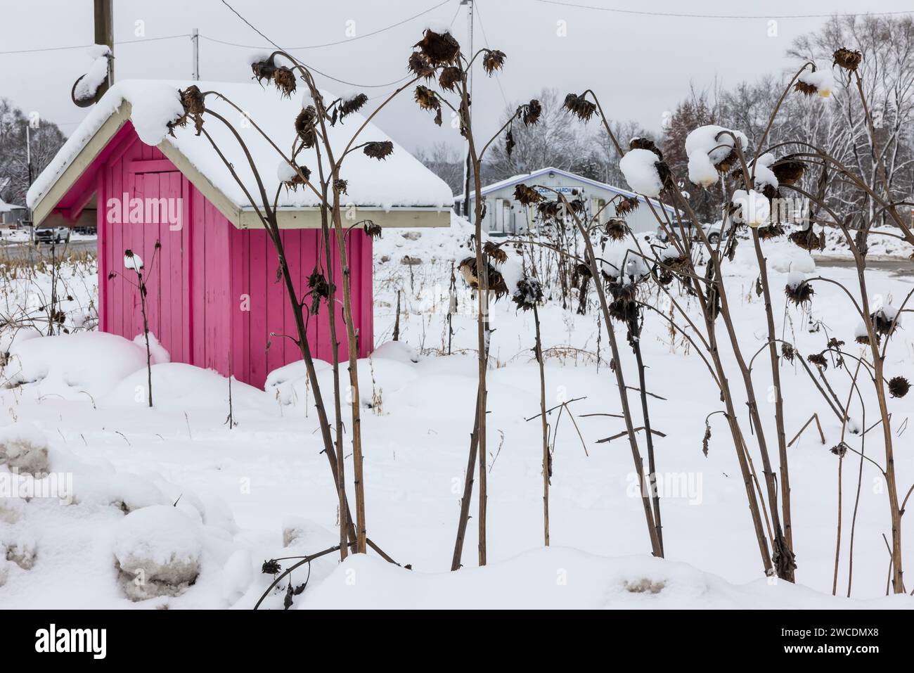 Pink shed after a snowstorm in Morley, Mecosta County, Michigan, USA ...