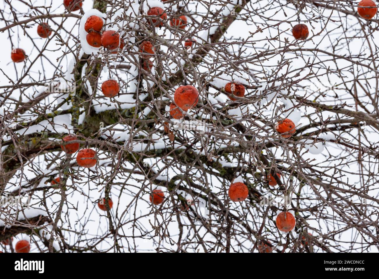 Apple tree with unpicked apples on an Amish farm after a snowstorm in ...