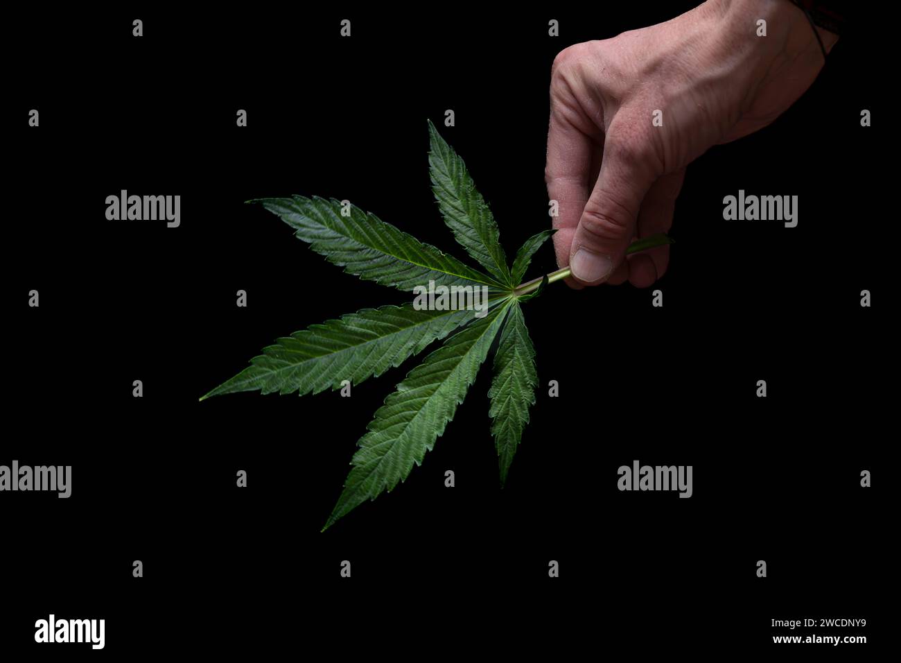 Dark green leaf of marijuana flower Critical hog variety with black ...