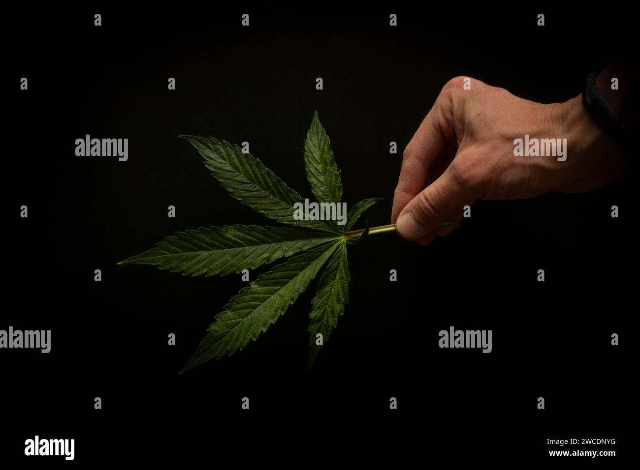 Dark green leaf of marijuana flower Critical hog variety with black ...