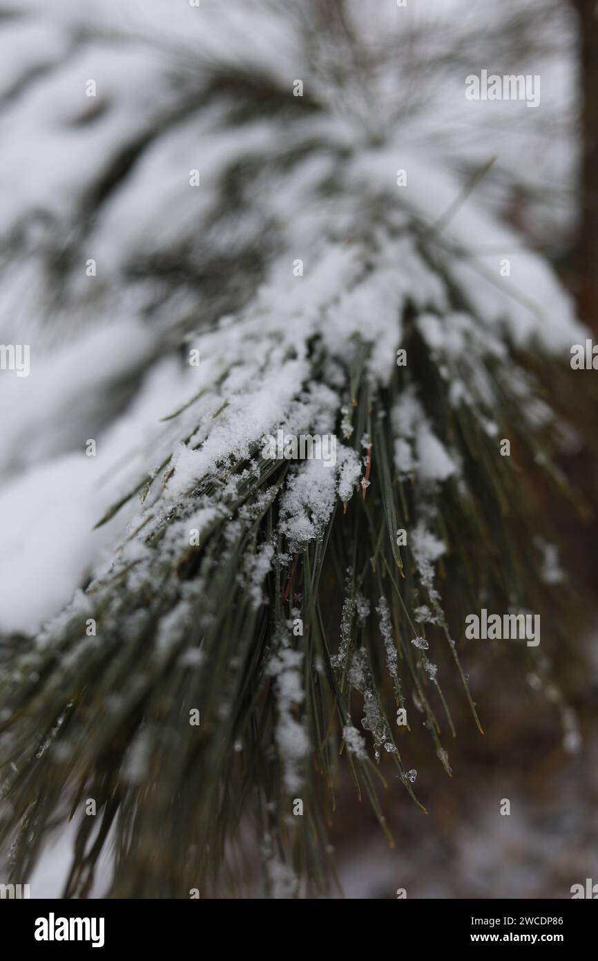 A close-up shot of a branch of a pine tree covered in a delicate layer ...