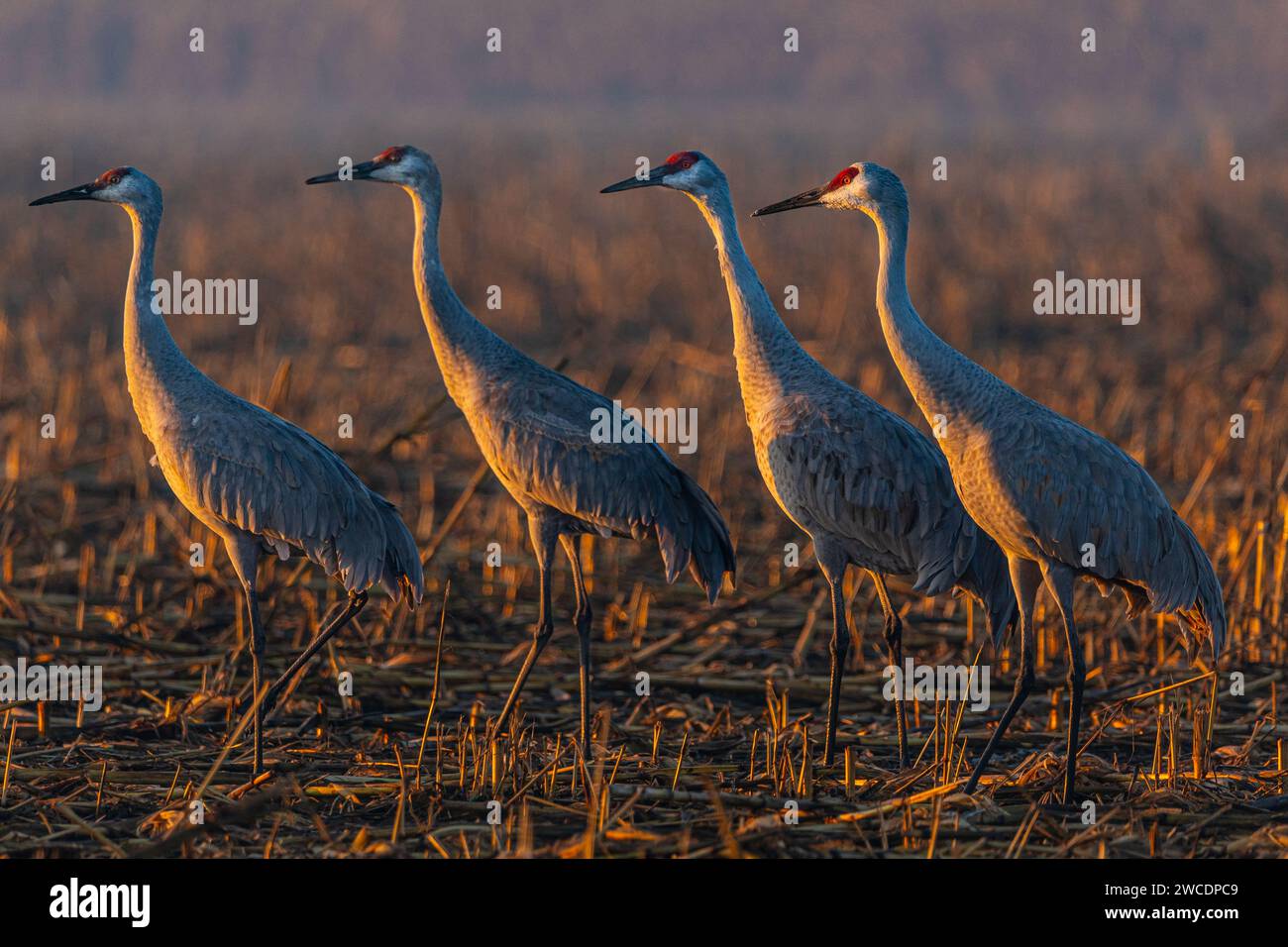 A foursome of Greater Sandhill Cranes at the San Joaquin River National ...