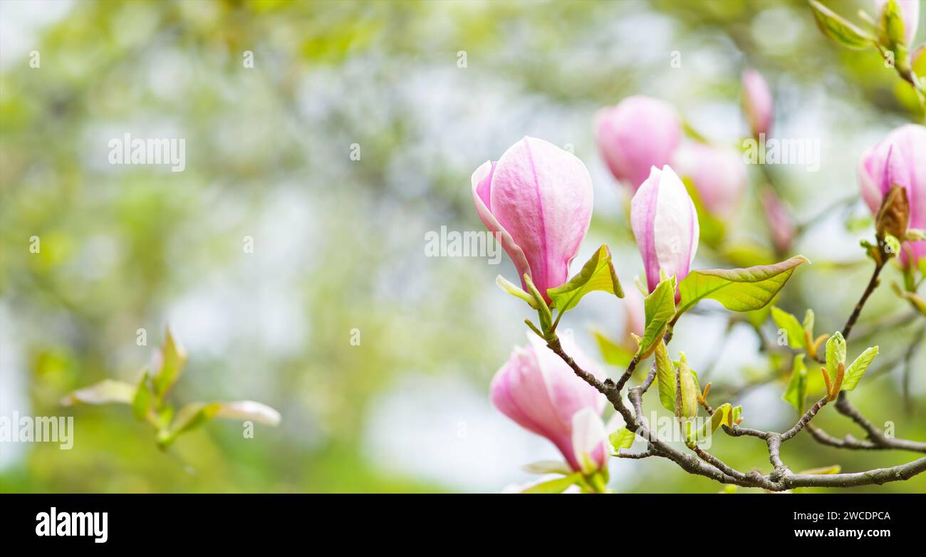Blooming magnolia tree in spring with soft light and blurred background ...