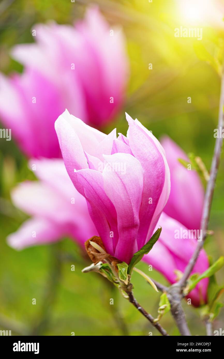 Blooming magnolia tree in spring with soft light and blurred background ...