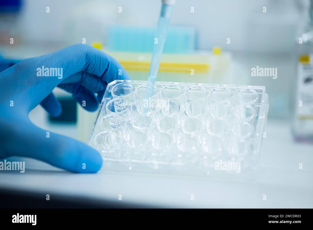 cell culture at the medicine, medical and cell culture laboratory ...