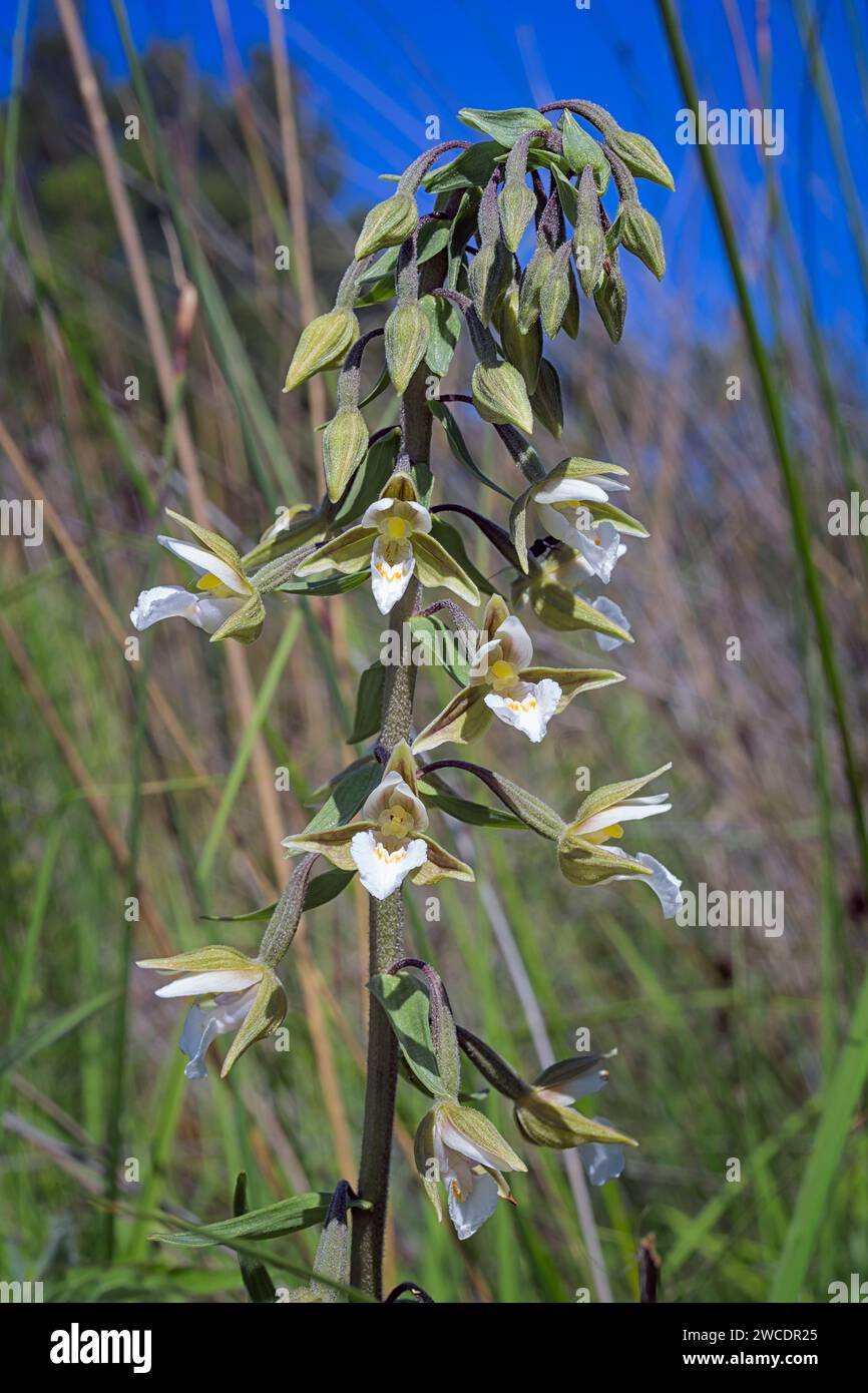 Marsh helleborine (Epipactis palustris), Orchidaceae. Rhizomatous ...