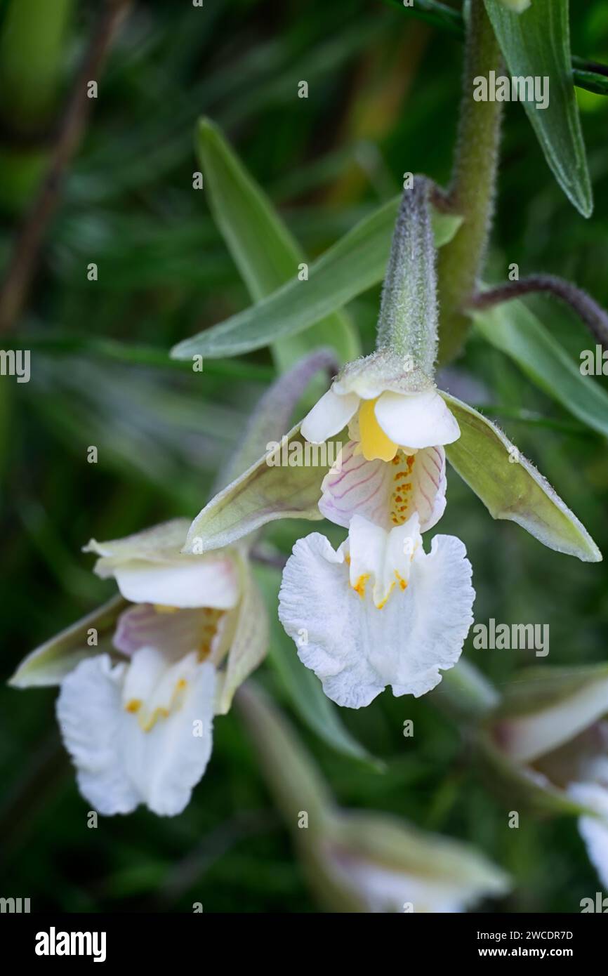 Marsh helleborine (Epipactis palustris), Orchidaceae. Rhizomatous ...