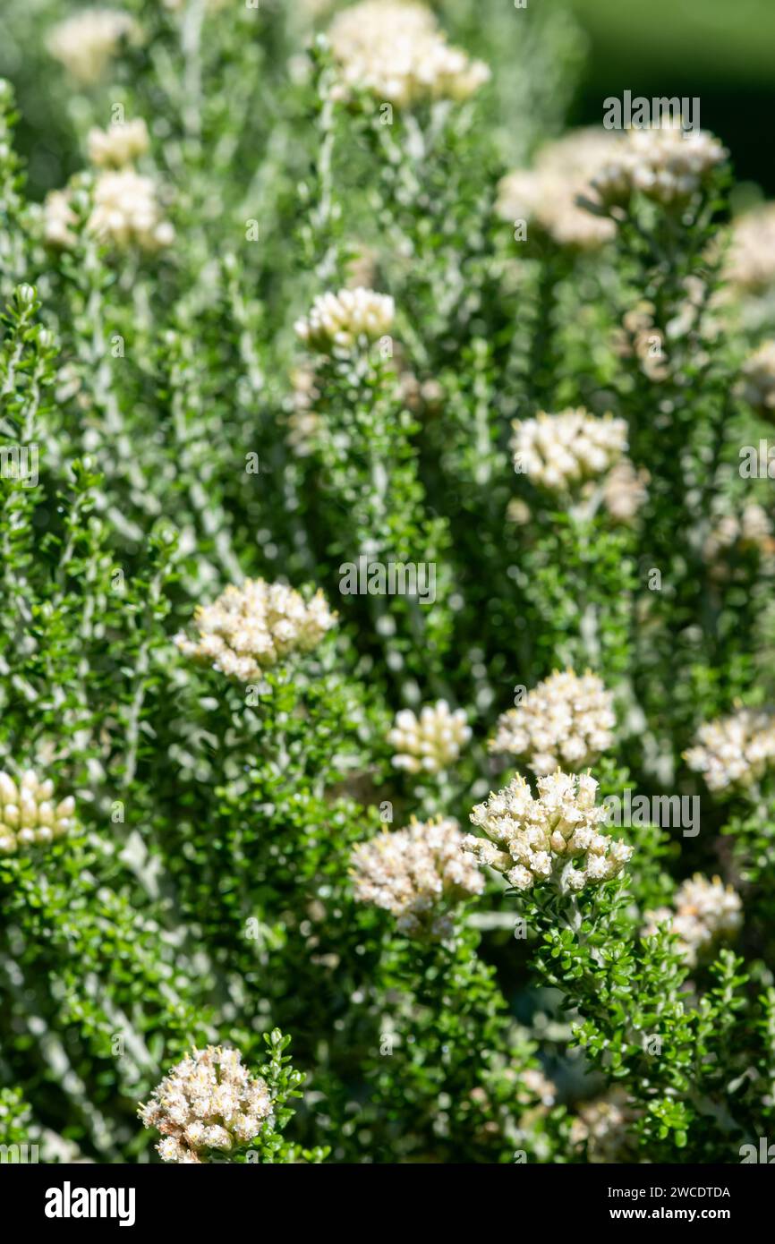Ozothamnus hi-res stock photography and images - Alamy