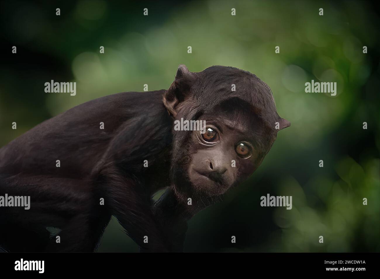 Baby Red-handed Howler monkey (Alouatta belzebul Stock Photo - Alamy