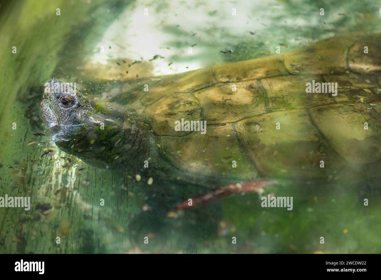 Common Snapping Turtle (Chelydra serpentina Stock Photo - Alamy Common Snapping Turtle (Chelydra serpentina Stock Photo - Alamy