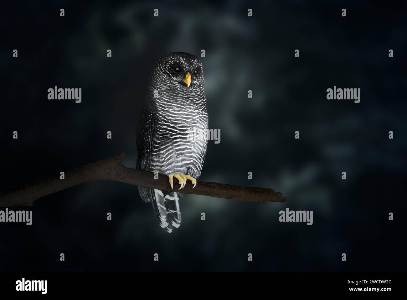 Owl night black hi-res stock photography and images - Alamy