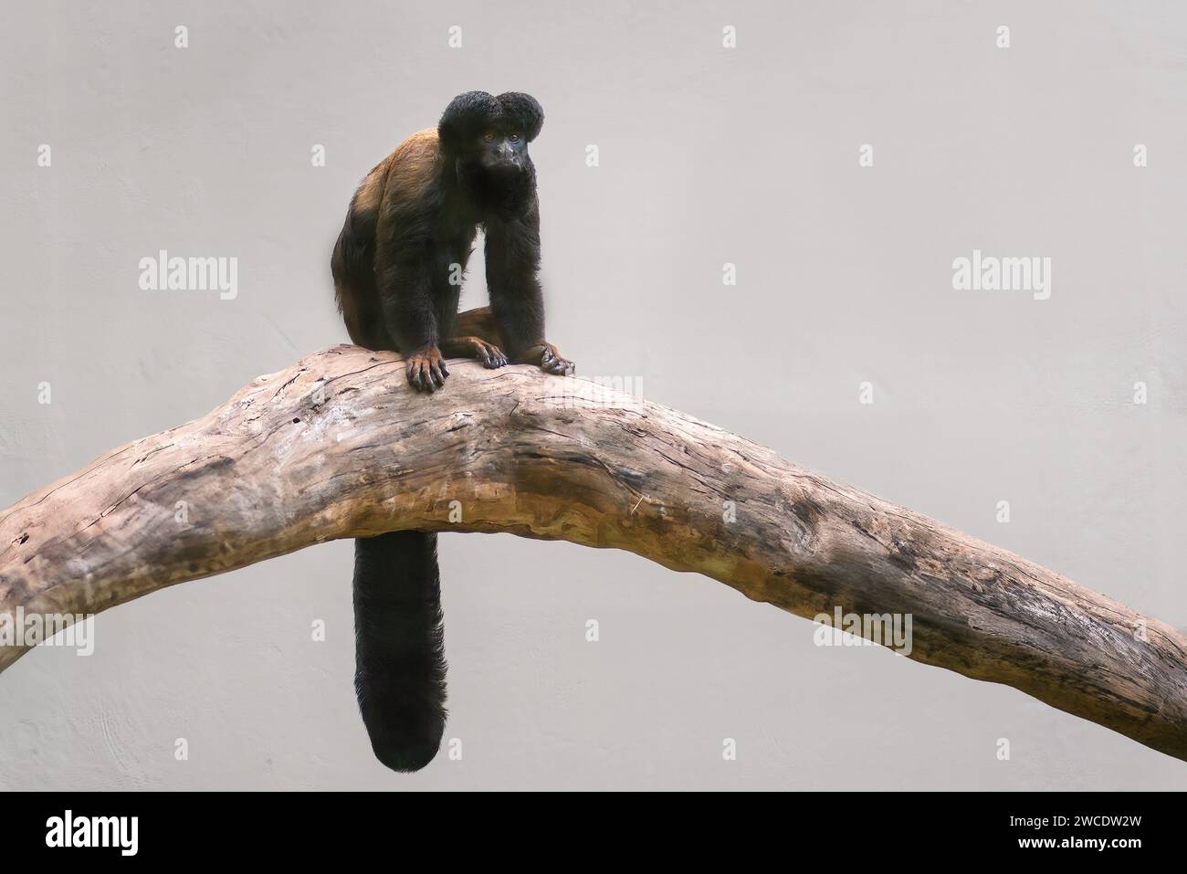Black Bearded Saki monkey (Chiropotes satanas Stock Photo - Alamy